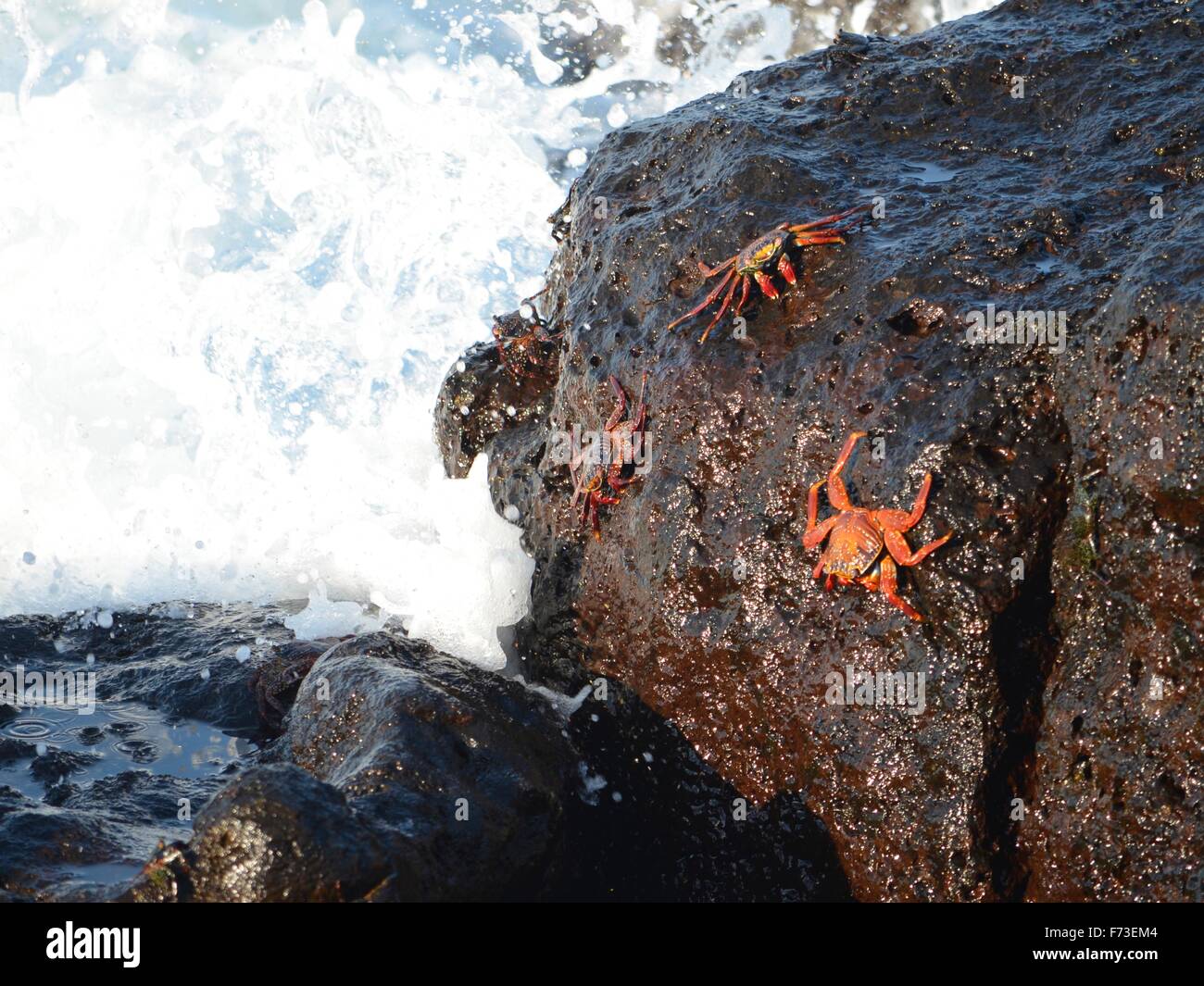 Sally lightfoot crabs (Grapsus grapsus) walk across volcanic rocks in ...