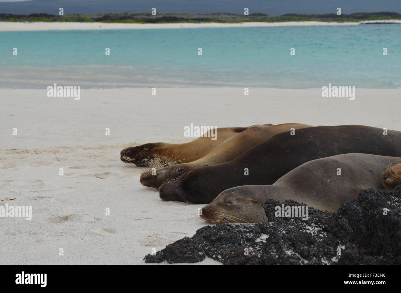 Galapagos Sea Lion sleeping on the beach at Cormorant Point, Isla ...
