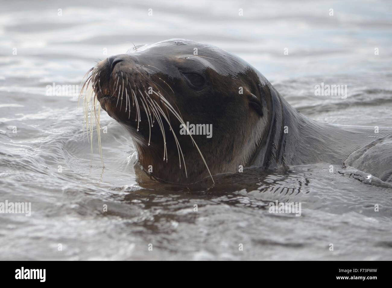 Galapagos Sea Lion swimming at Cormorant Point, Isla Floreana ...