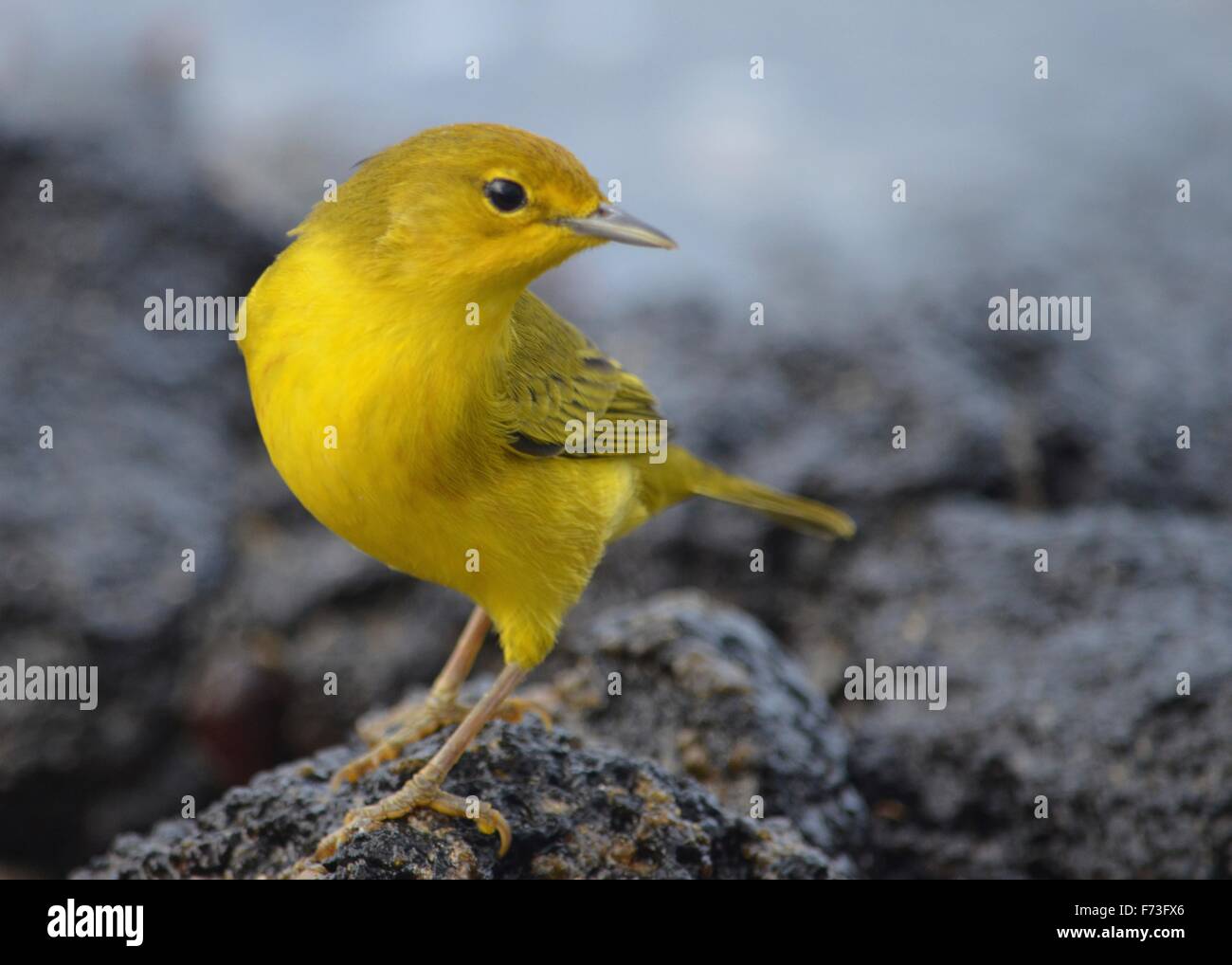 American warbler cute bird hi-res stock photography and images - Alamy