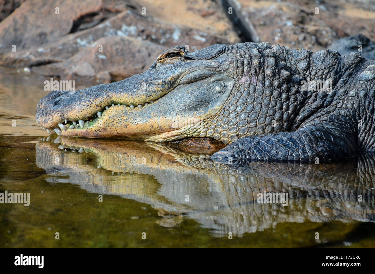 Amphibian Prehistoric Crocodile Stock Photo - Alamy