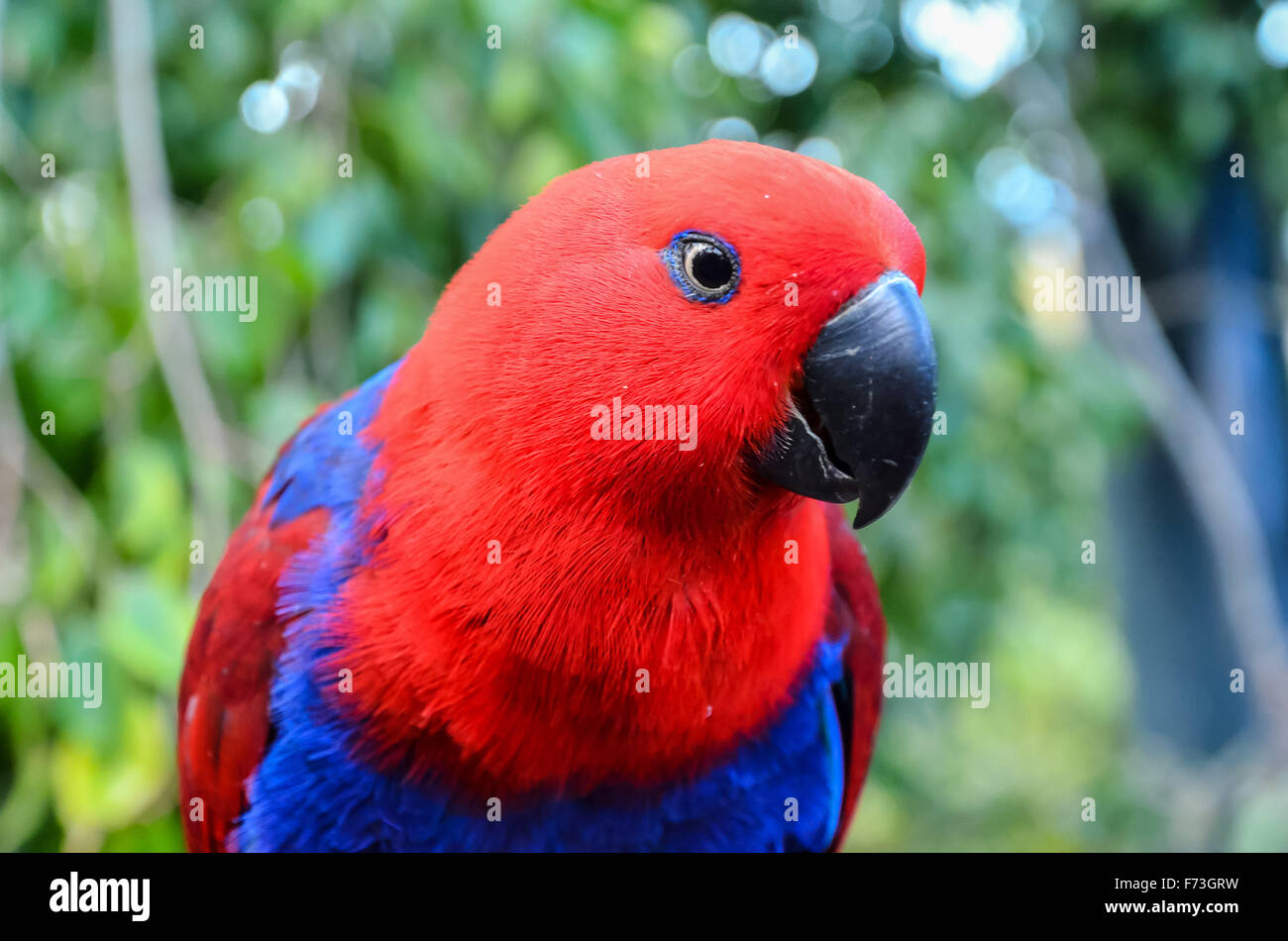 Parrot Tropical Bird Stock Photo - Alamy