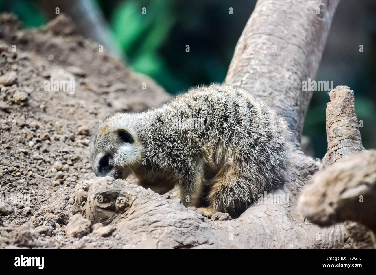 Small Carnivore Mammal Animal Suricata Stock Photo - Alamy