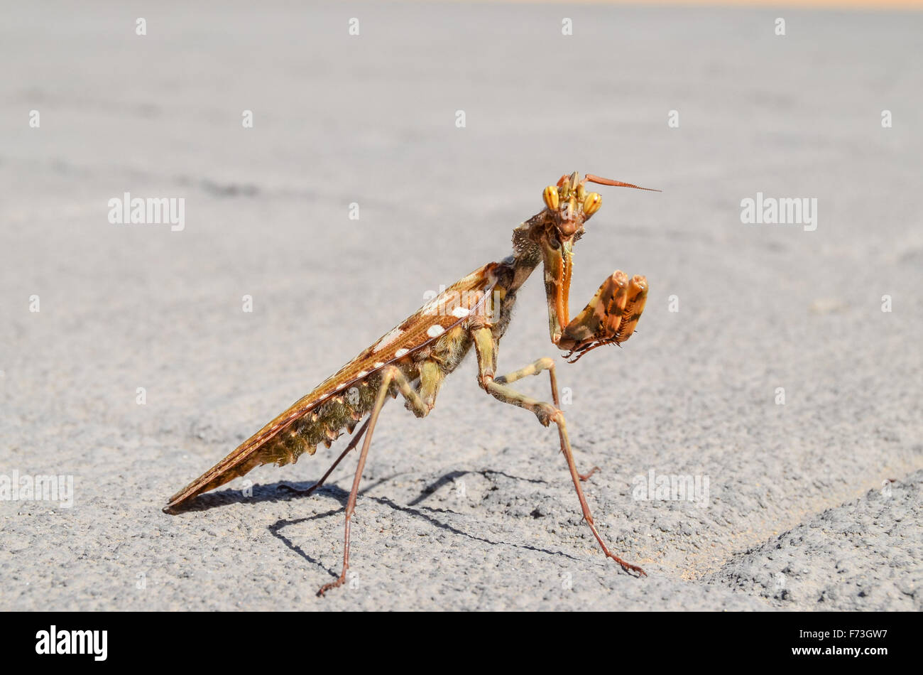 Insect Mantis Religiosa Stock Photo - Alamy