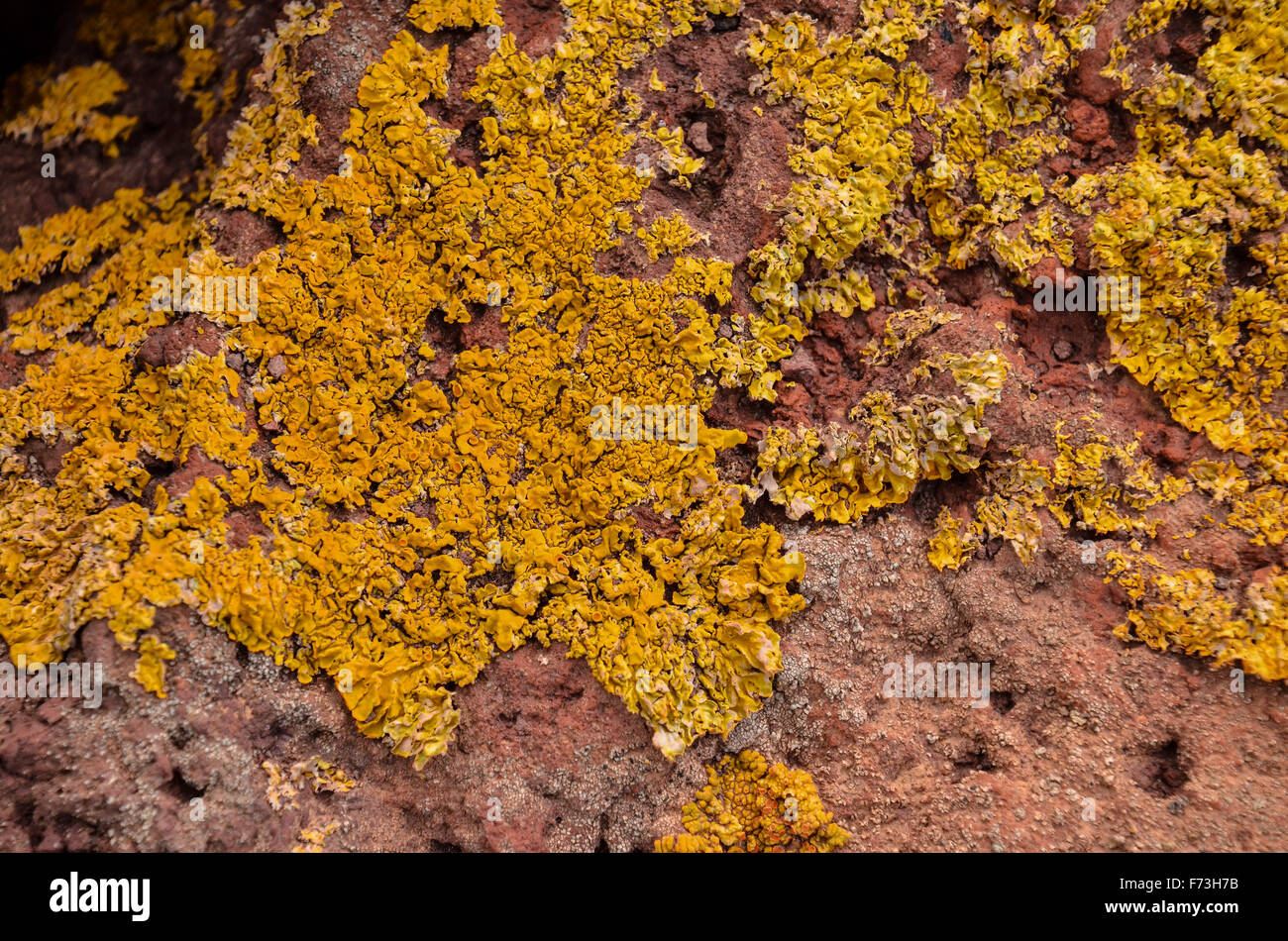 Lichen Texture Pattern Stock Photo - Alamy