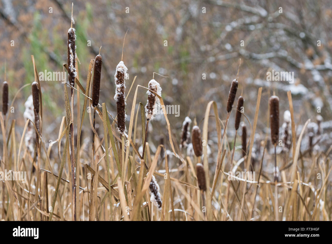 Reed and cane hi-res stock photography and images - Alamy