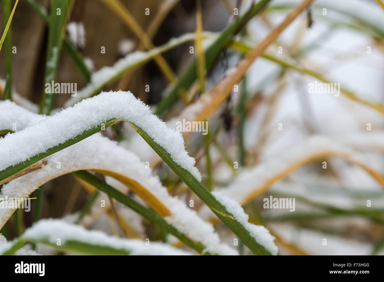 Green grass under the first snow close up Stock Photo - Alamy