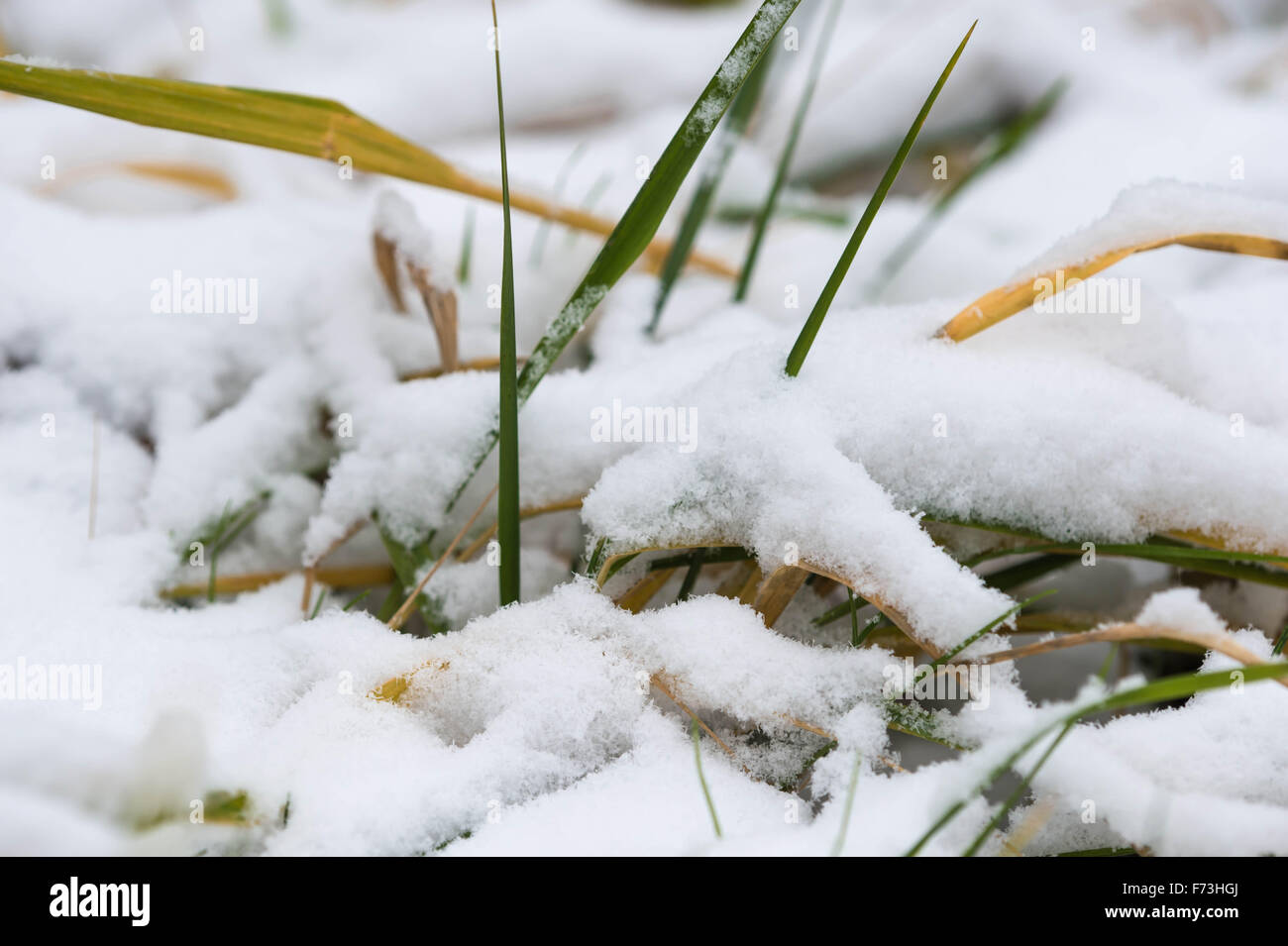 Green grass under the first snow close up Stock Photo - Alamy