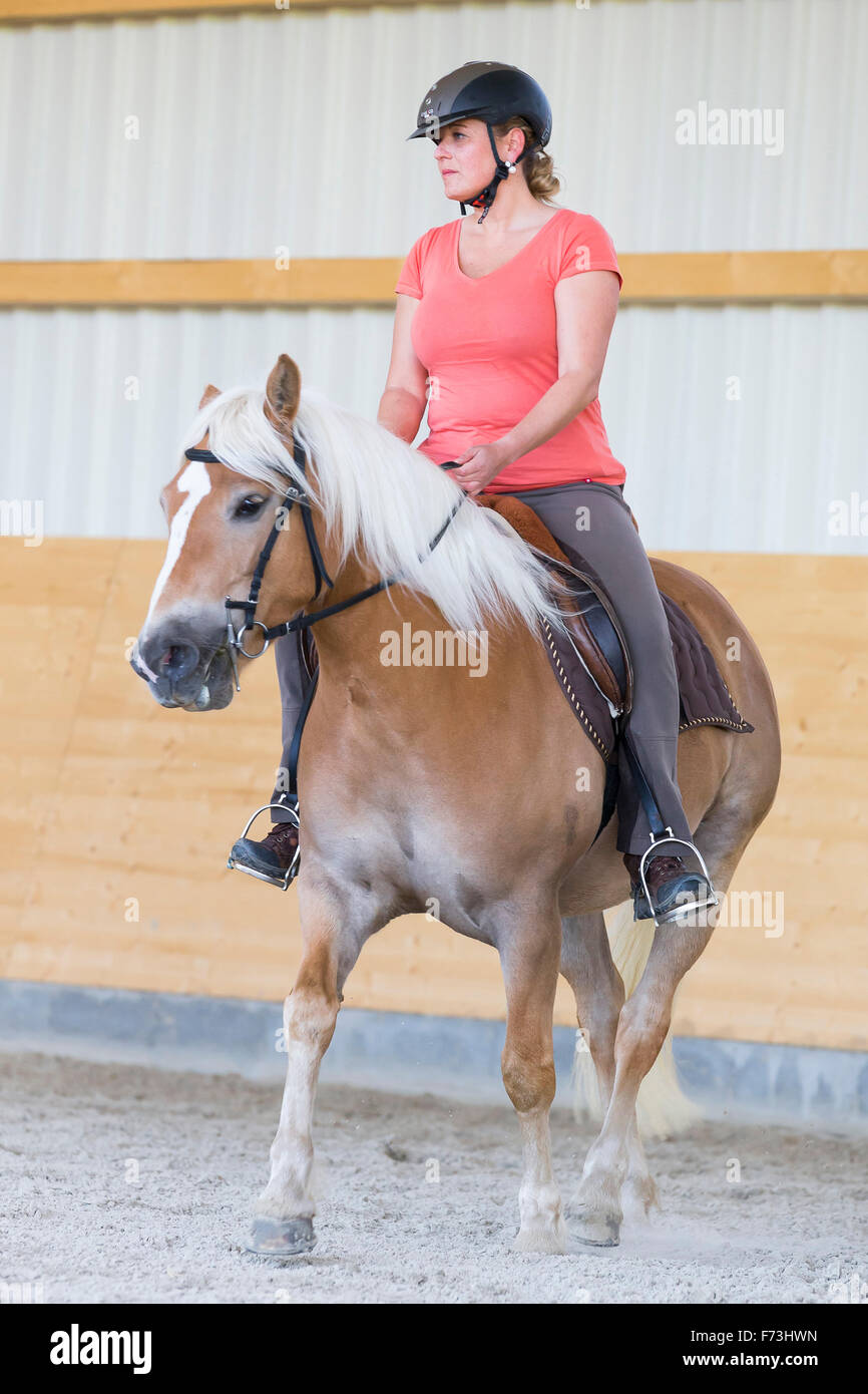 Rider on haflinger horse riding hi-res stock photography and images - Alamy