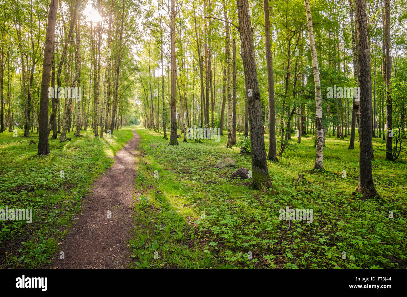 Illuminated by the morning sun path in the park Stock Photo - Alamy