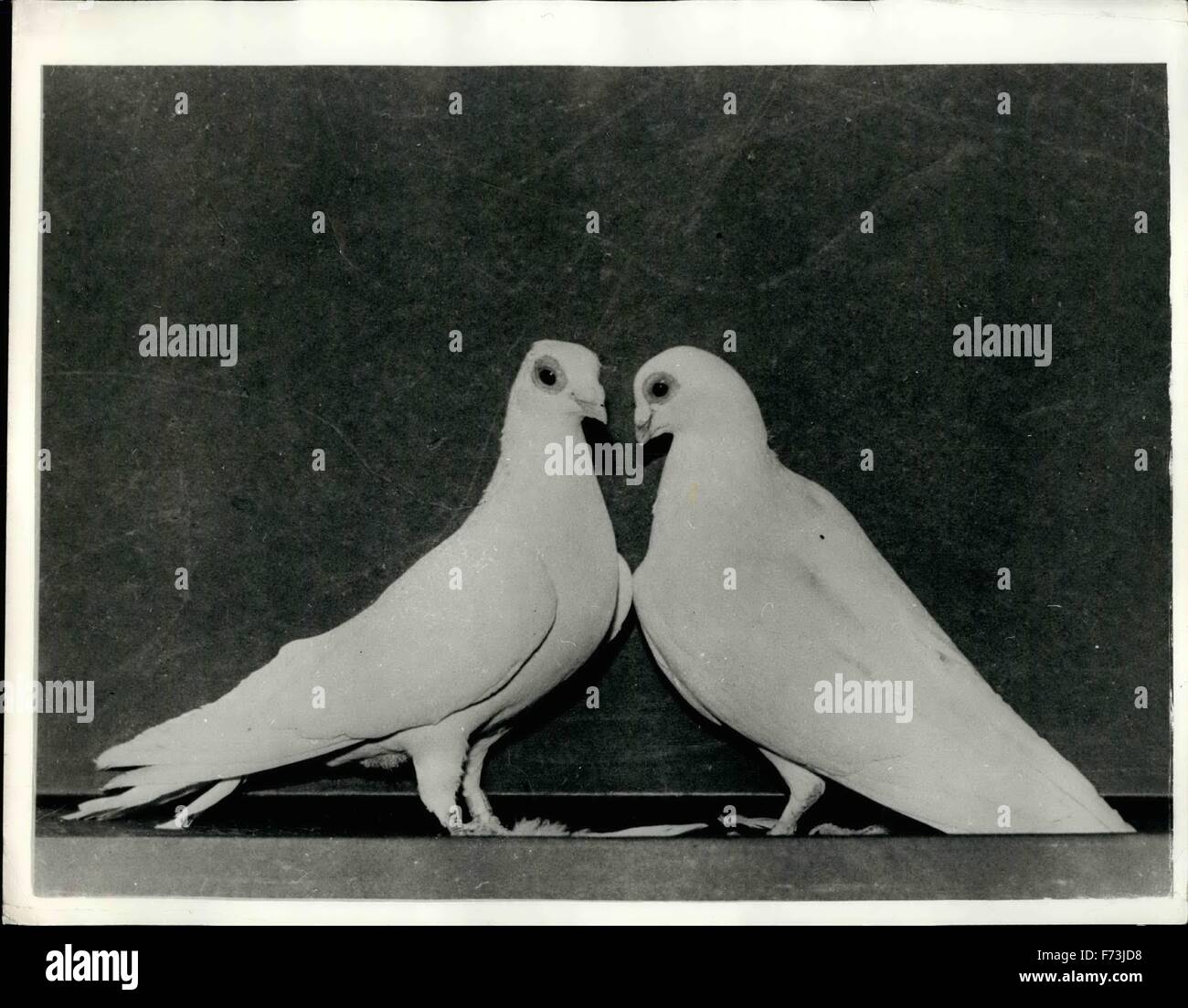 1968 - Soviet Scientists Cultivate New All White ''Dove Of Peace'': The ...