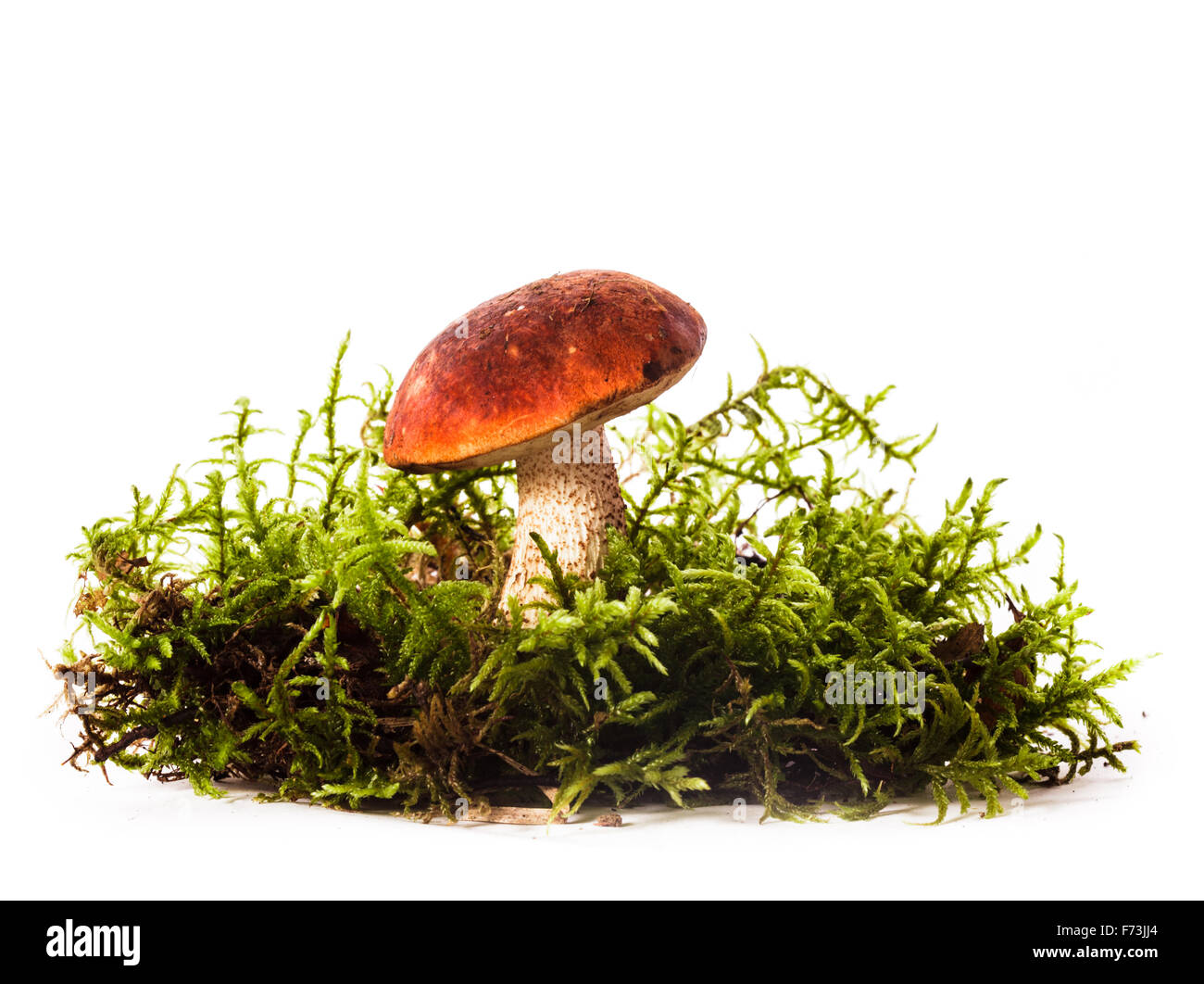 Orange-cap boletus mushrooms Stock Photo - Alamy