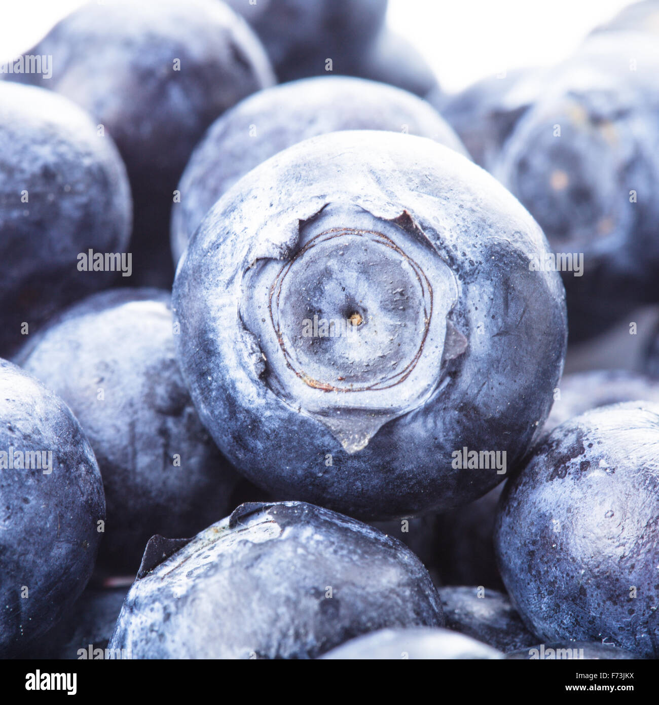 Blueberry close up Stock Photo - Alamy