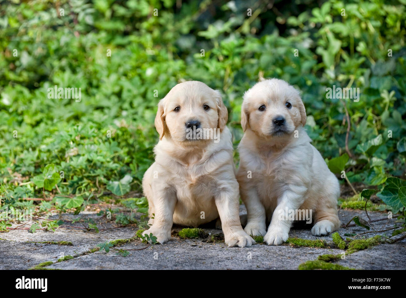 Golden Retriever. Pair of puppies (4 weeks old) sitting next to each ...