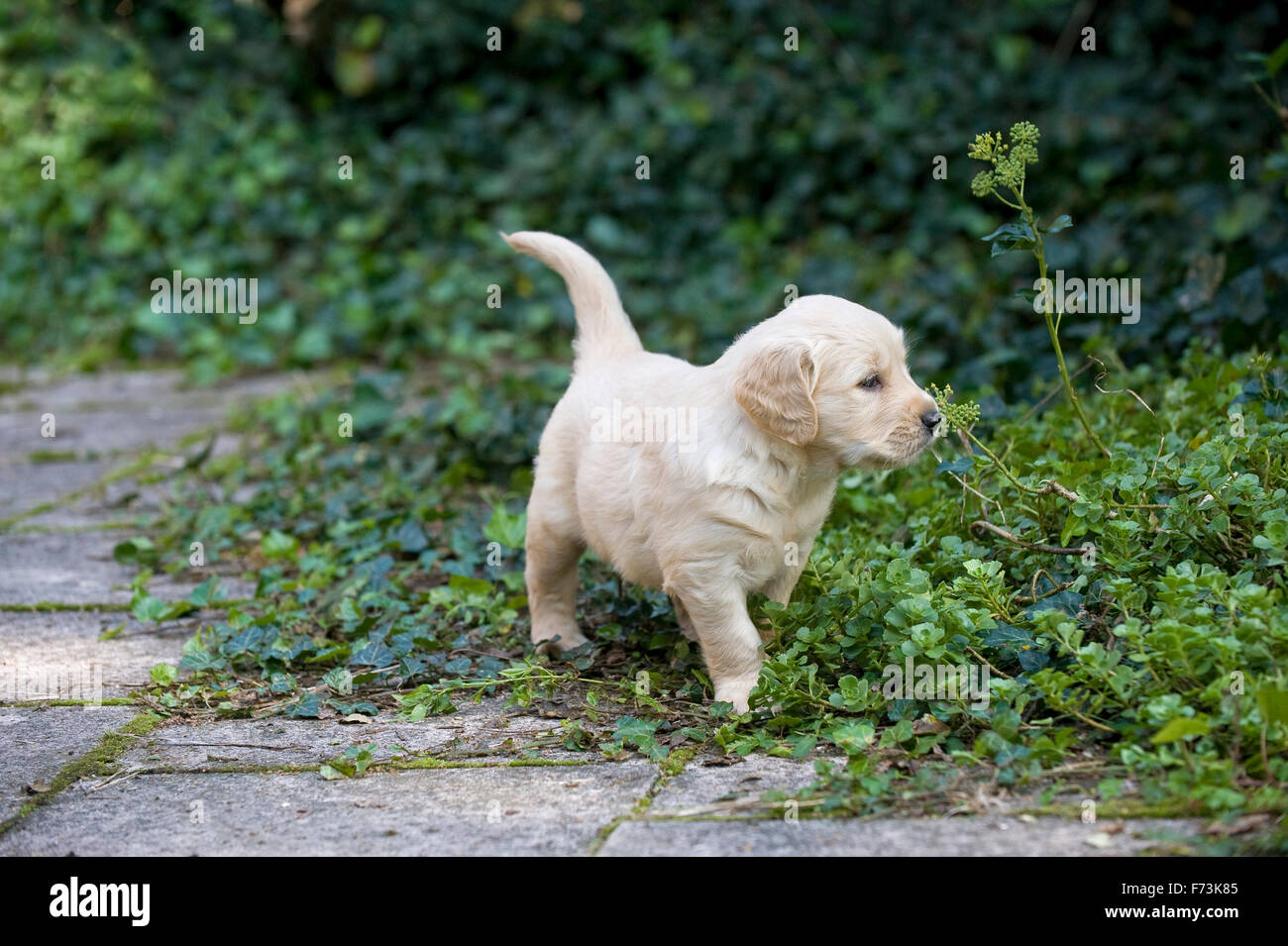 Golden Retriever. Puppy (4 weeks old) walking on a terrace with Ivy ...