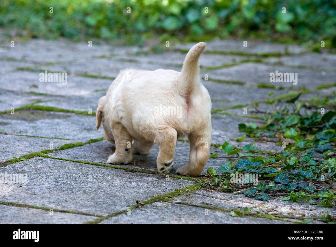 Golden Retriever. Puppy (4 weeks old) walking on a terrace with Ivy ...