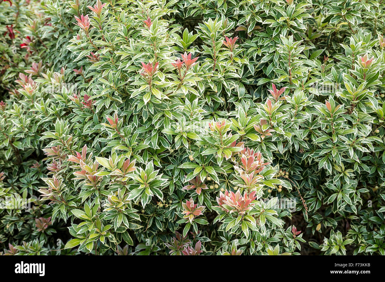 Pieris japonica 'Little Heath shrub in Summer Stock Photo - Alamy