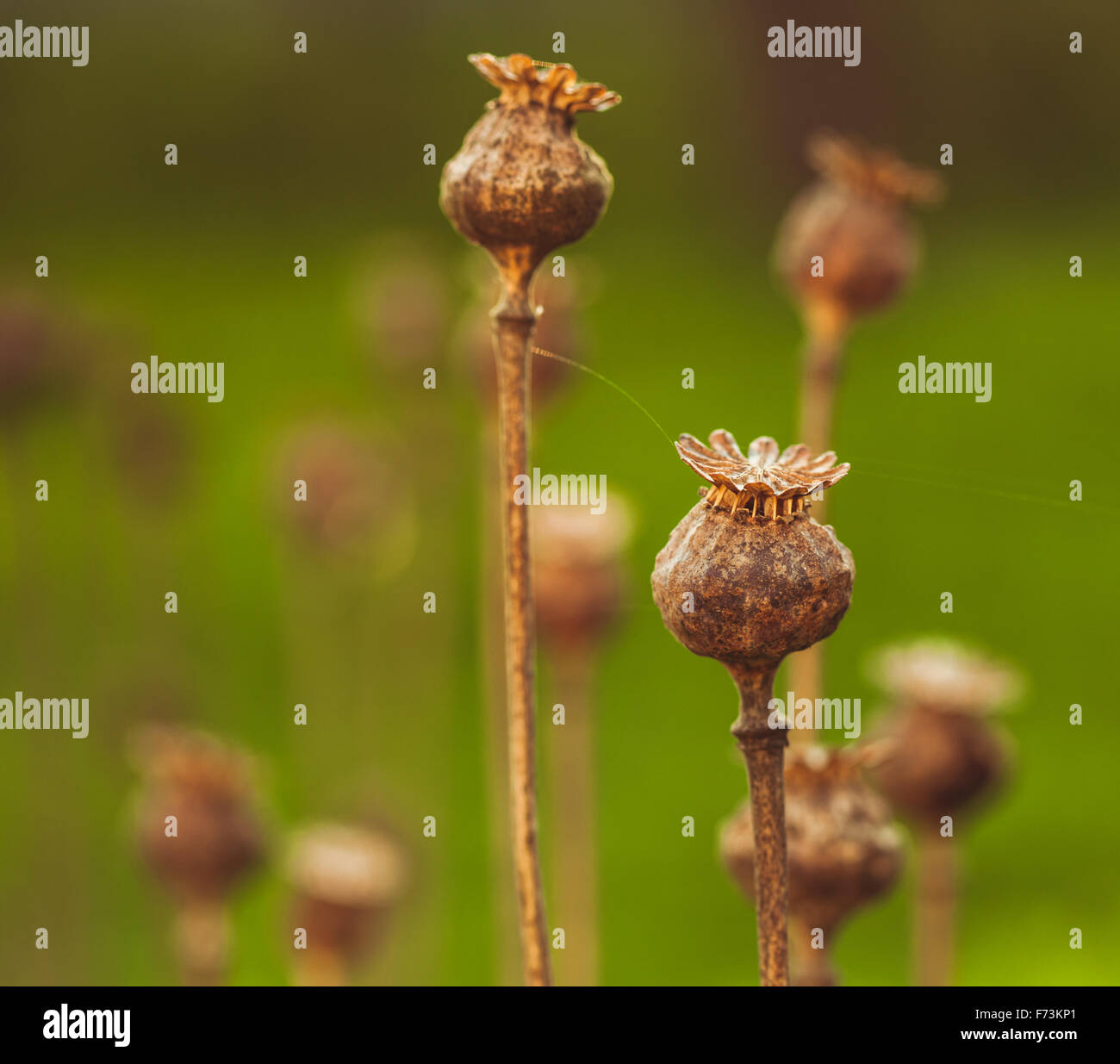Dry poppy plant Stock Photo - Alamy