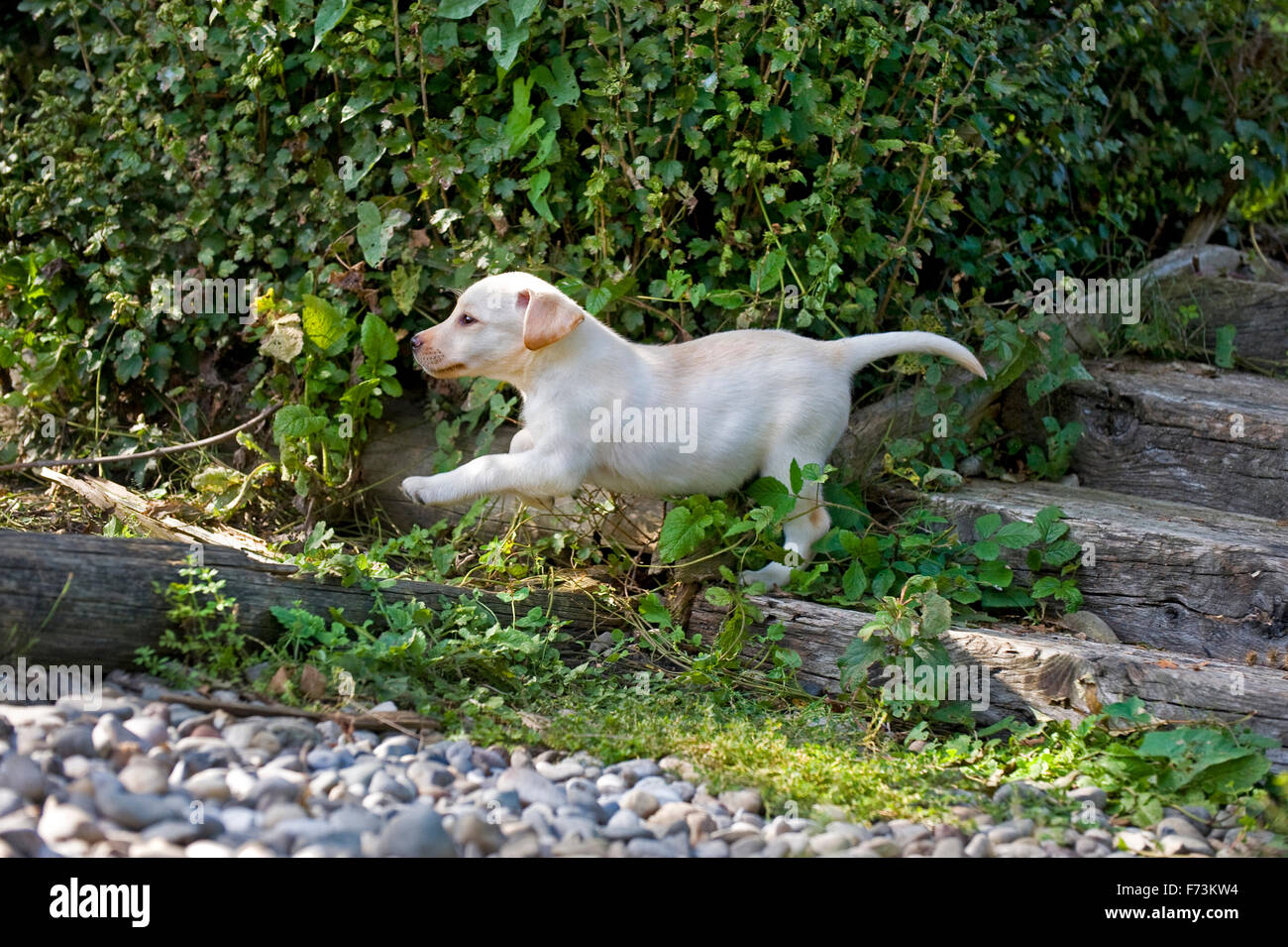 Labrador Retriever. Puppy (8 weeks old) jumping down a garden staircase ...
