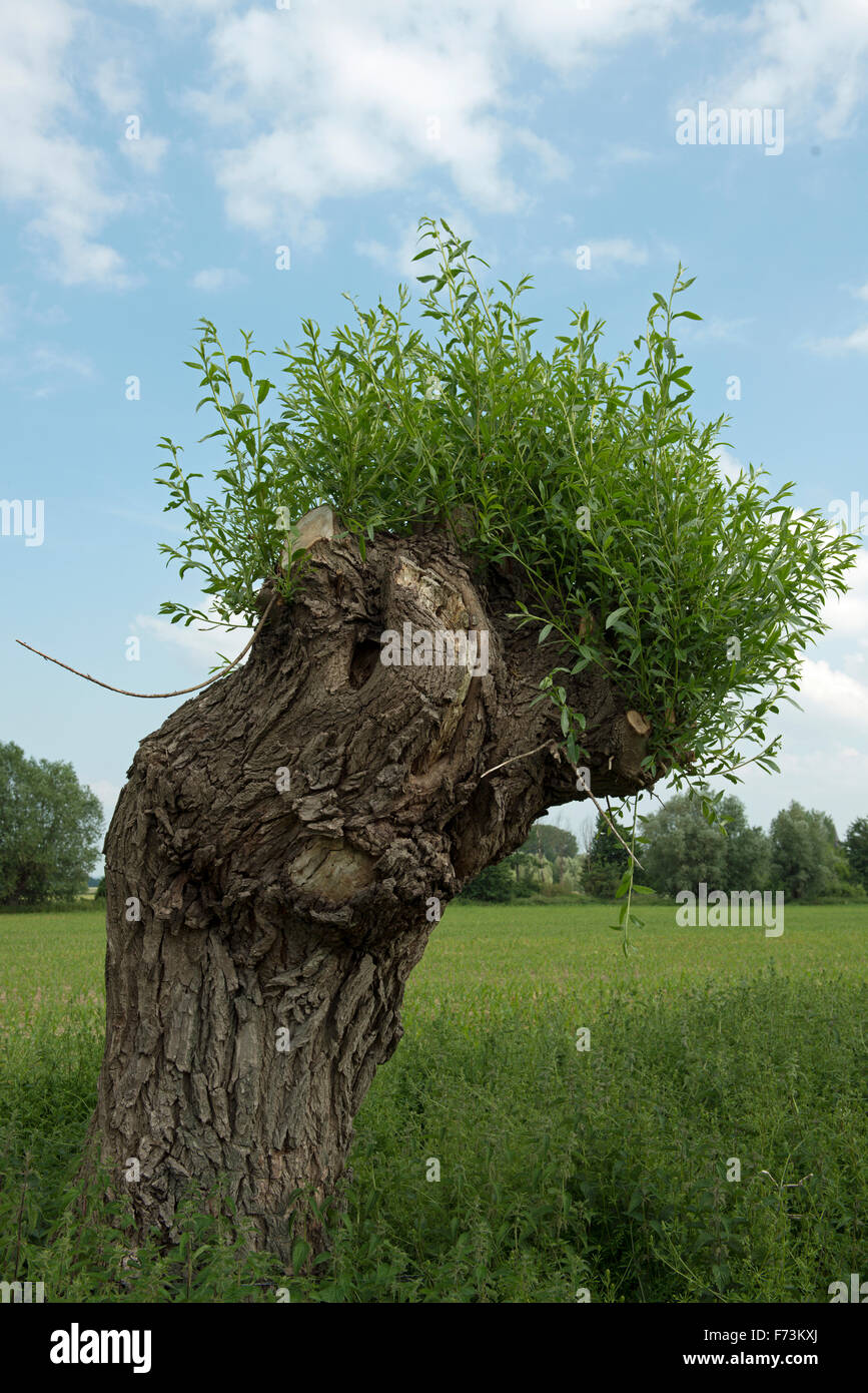 Willow (Salix sp.). Pollard willow tree. Nordrhein-Westfalen, Germany ...