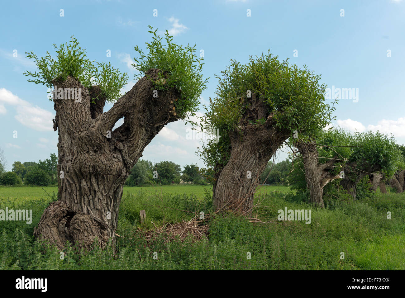 Willow (Salix sp.). Pollard willow trees. Nordrhein-Westfalen, Germany ...