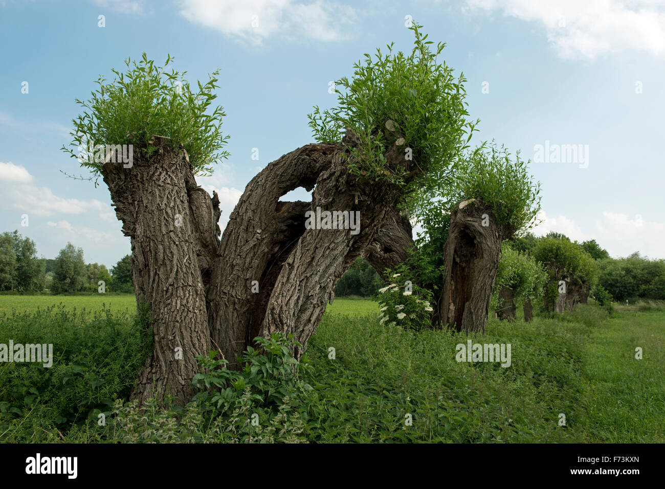 Willow (Salix sp.). Pollard willow trees. Nordrhein-Westfalen, Germany ...