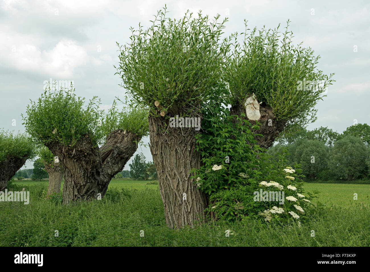 Willow (Salix sp.). Pollard willow trees. Nordrhein-Westfalen, Germany ...