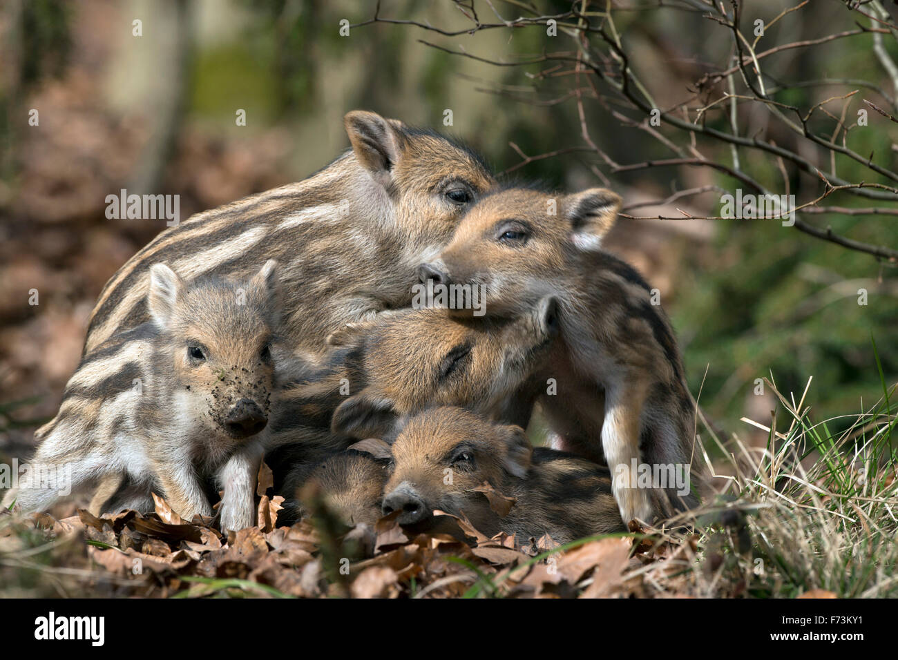 Wild Boar (Sus scrofa). Squeakers cuddling up to each other. Germany ...