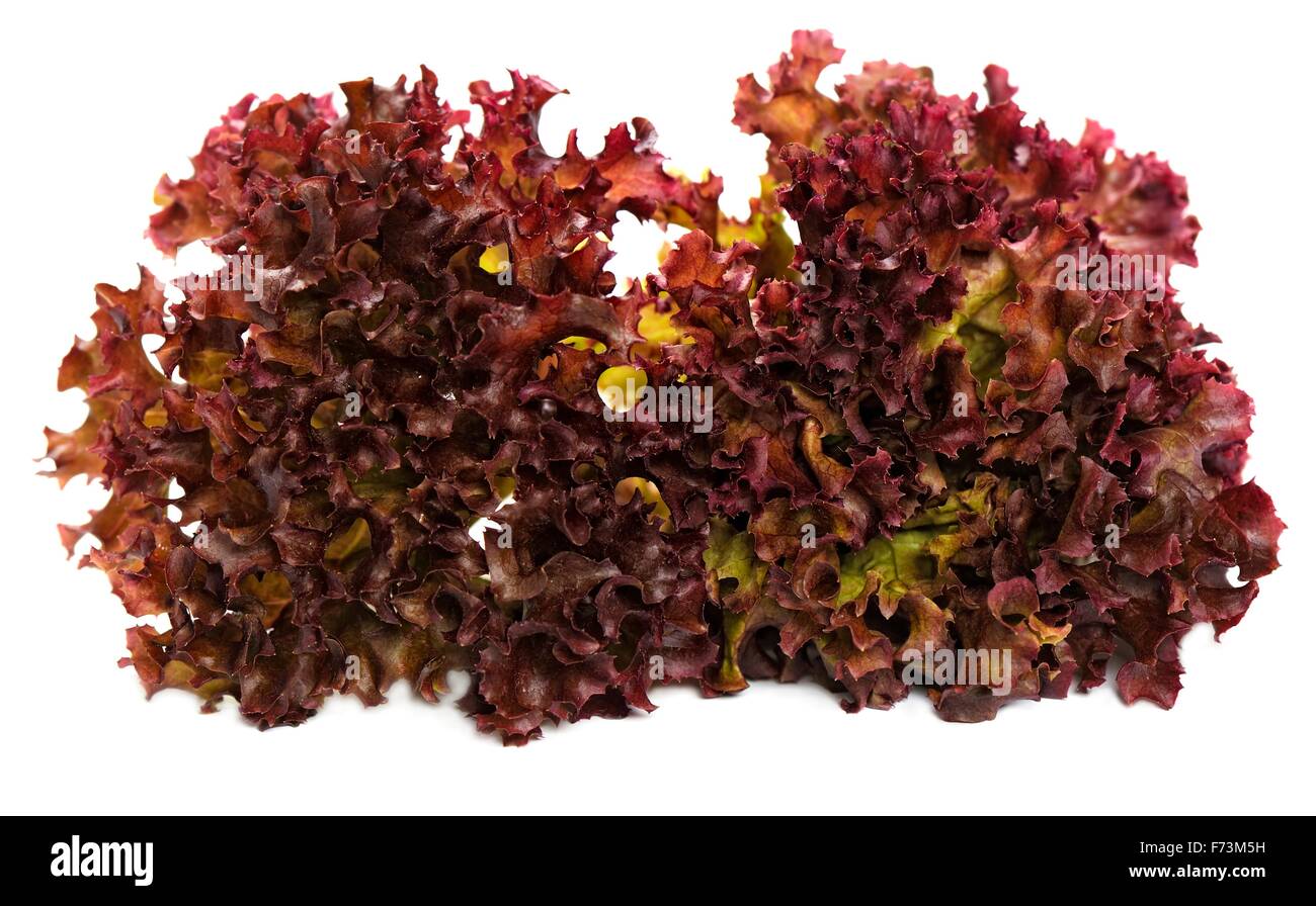 Plants lettuce Cut Out Stock Images & Pictures - Alamy