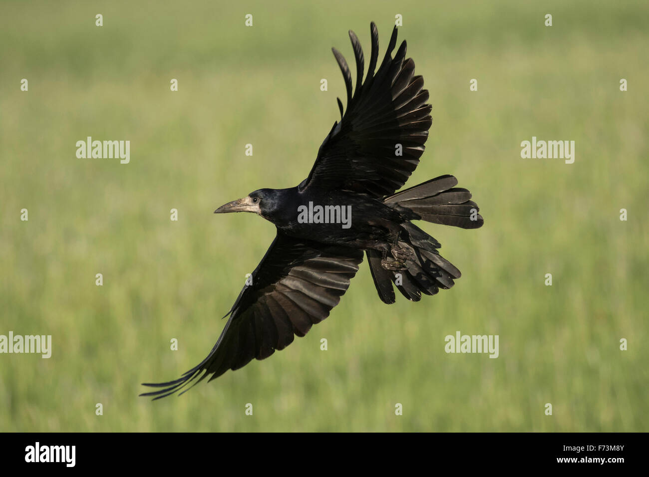 Rook (Corvus frugilegus) in flight. Germany Stock Photo - Alamy