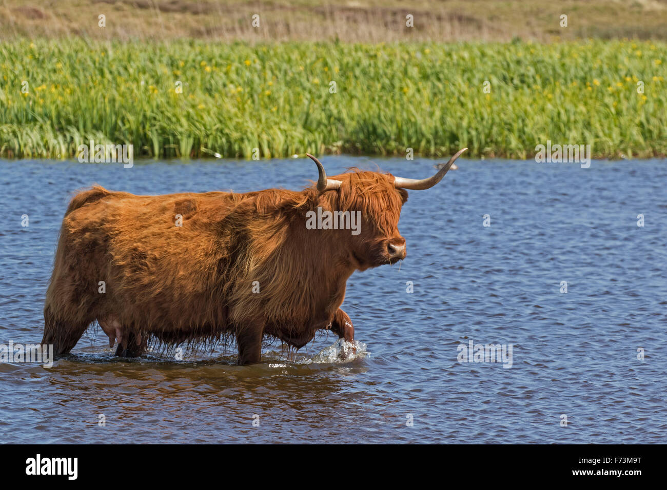 Highland Cattle. Cow walking in shallow water. Netherlands Stock Photo ...