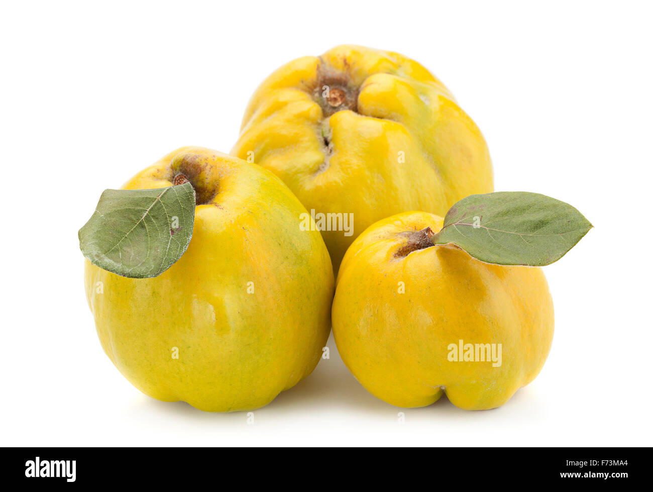 Quince fruit closeup isolated on white background Stock Photo - Alamy