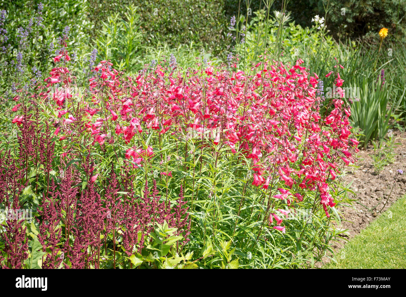 Penstemon Firebird and Astilbe in an herbaceous border in UK Stock ...