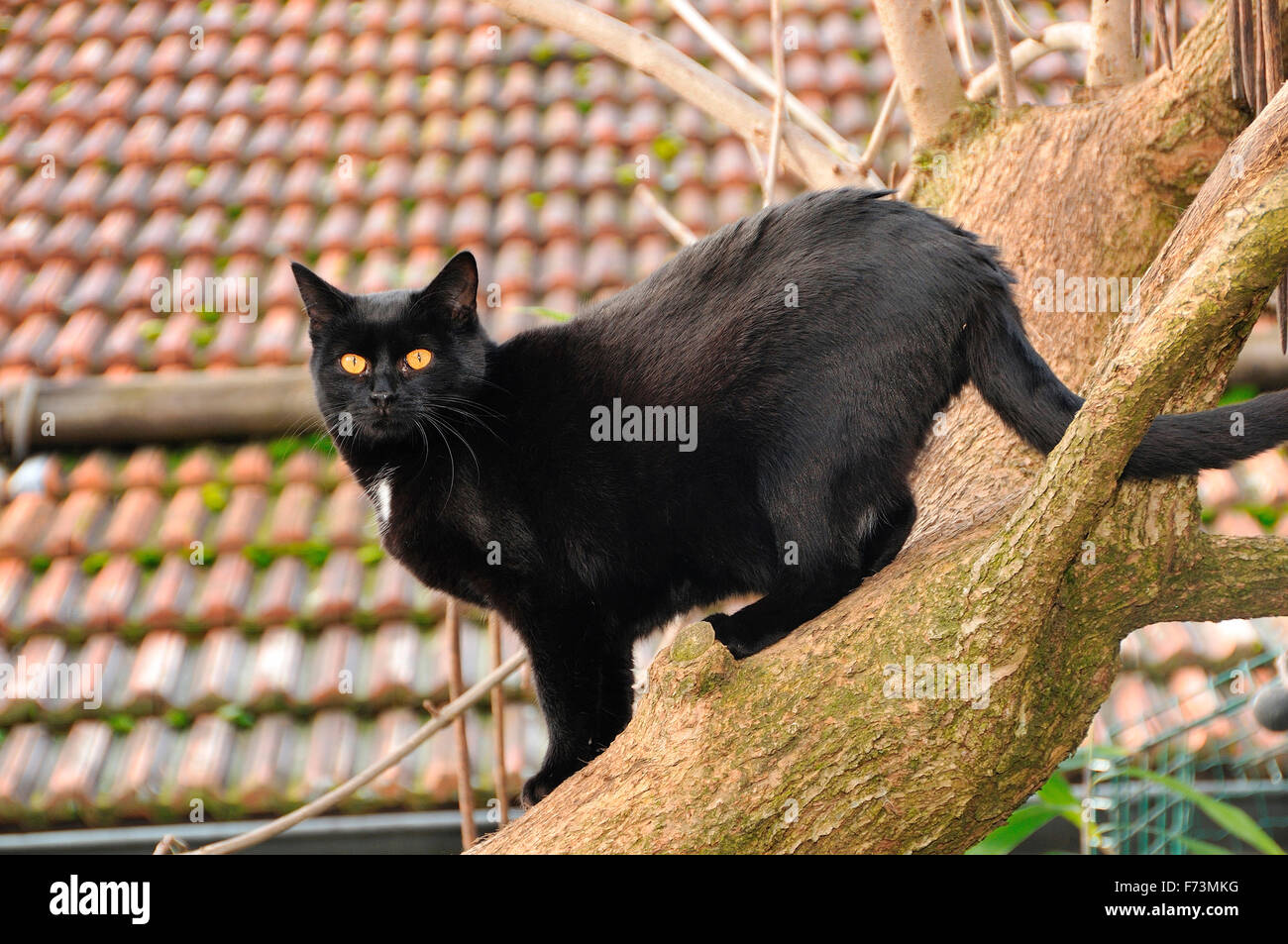 Domestic Cat. Black adult standing on a tree trunk. germany Stock Photo ...