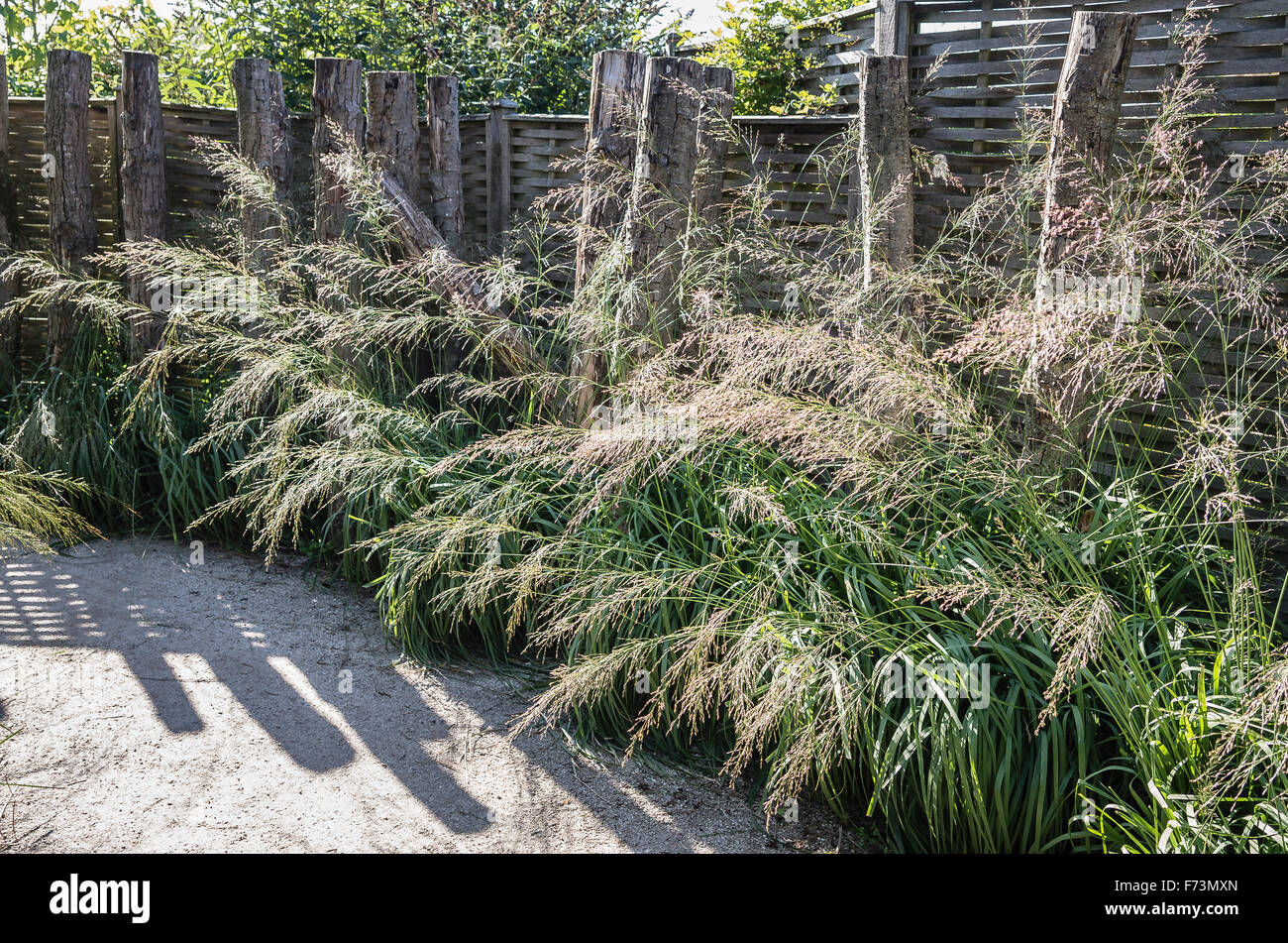Ornamental grasses border grasses hi-res stock photography and images ...