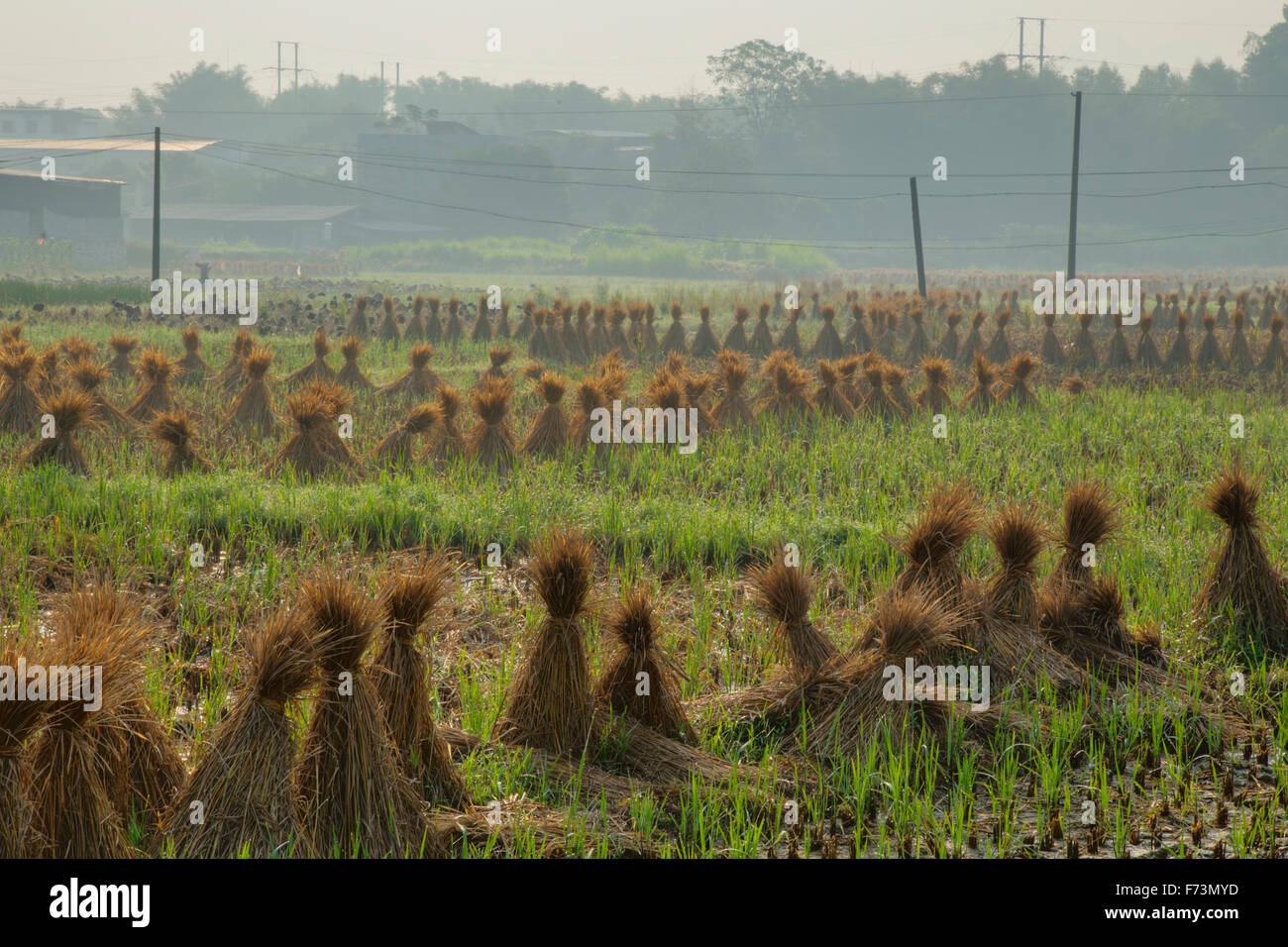 Straw bale rice fields hi-res stock photography and images - Alamy