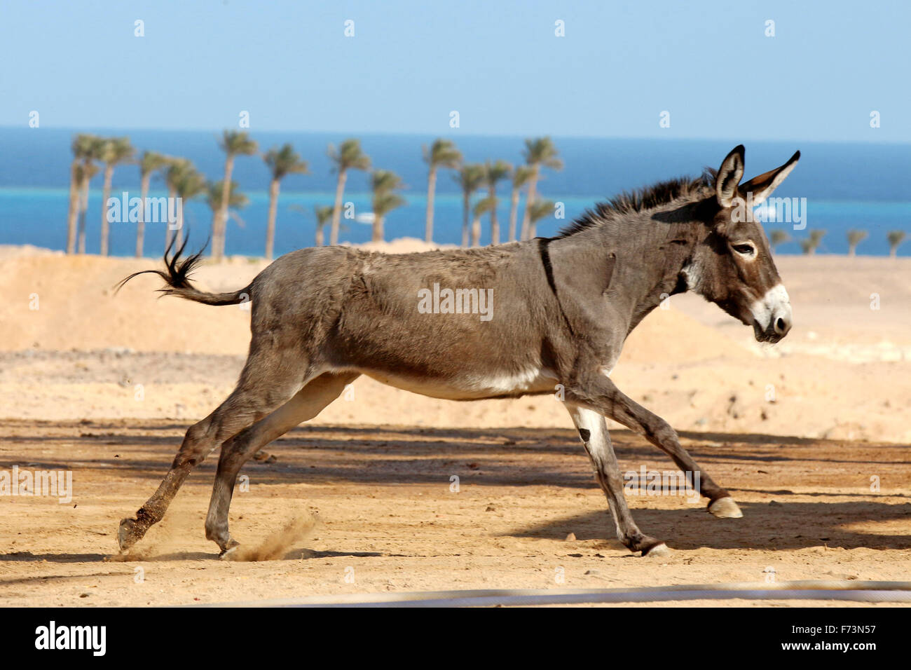 Domestic Donkey (Equus asinus asinus). Adult galloping on sand. Egypt ...