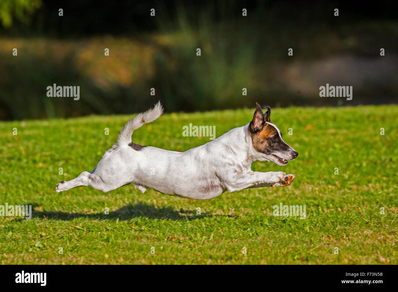 Jack Russell Terrier. Adult running on a meadow. Germany Stock Photo ...