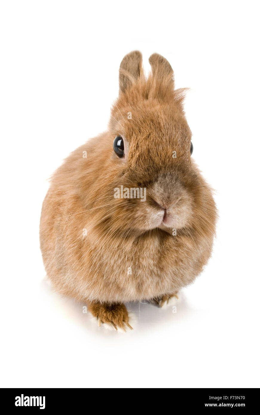 Dwarf rabbit. Brown rabbit seen from above. Studio picture against a ...