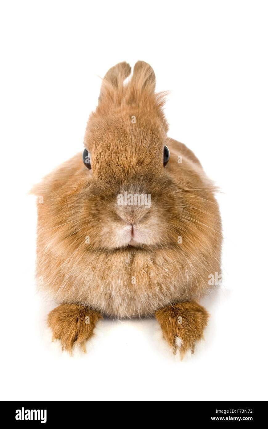 Dwarf rabbit. Brown rabbit seen from above. Studio picture against a ...