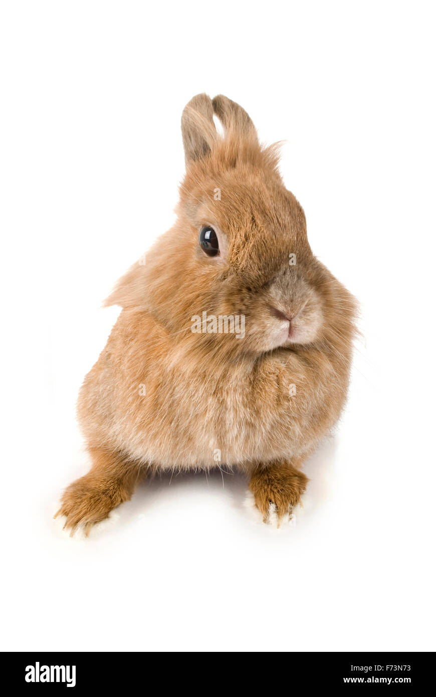 Dwarf rabbit. Brown rabbit seen from above. Studio picture against a ...