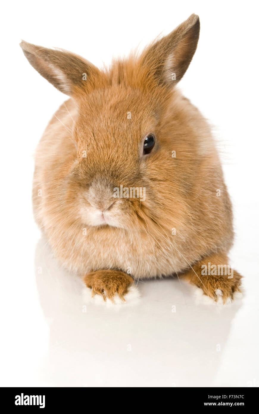 Dwarf rabbit. Brown rabbit seen head-on. Studio picture against a white ...