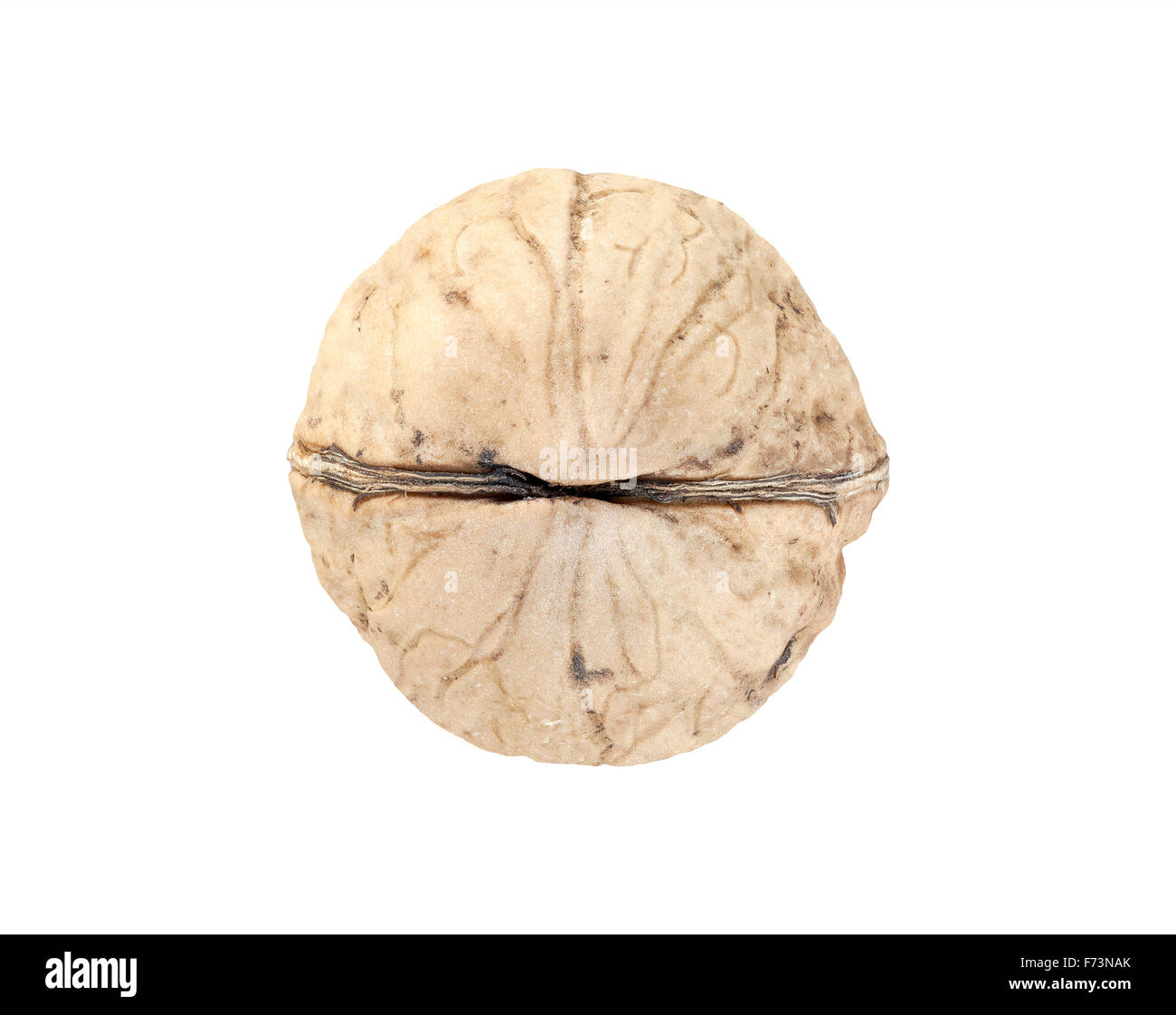 Close up picture of a walnut isolated on white Stock Photo - Alamy