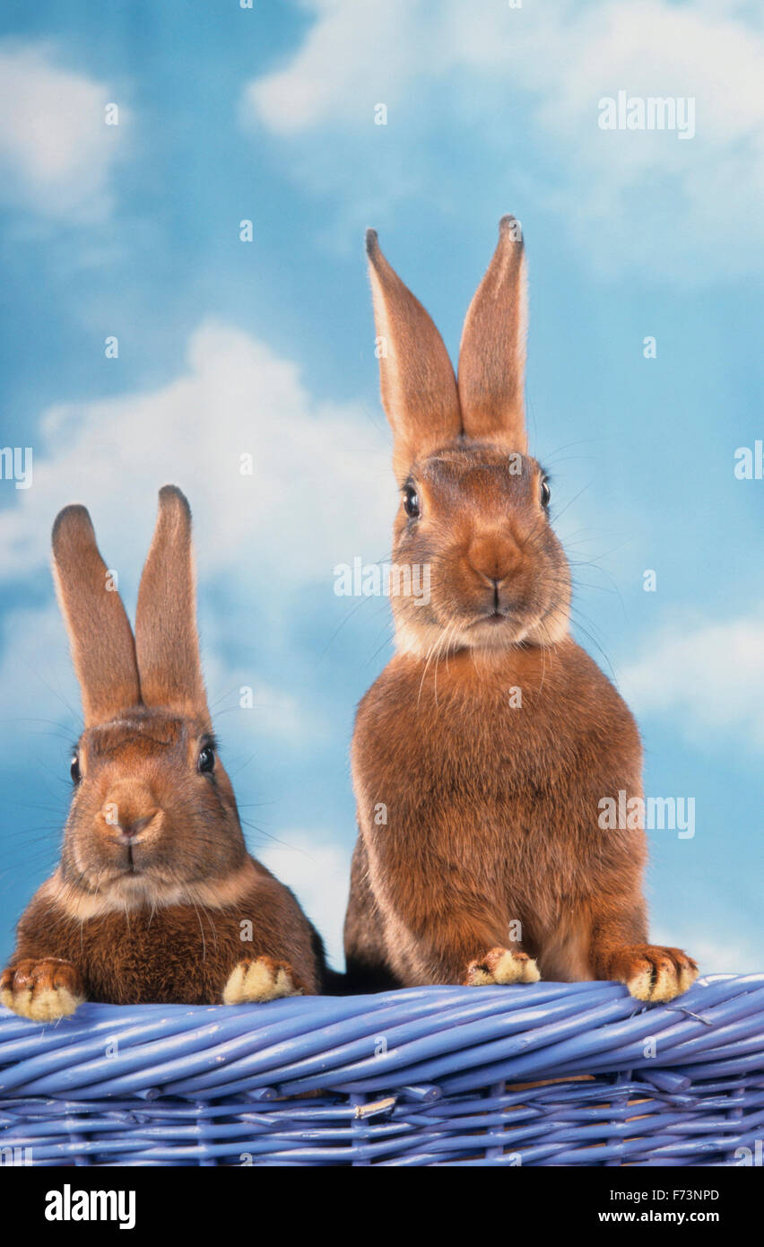 Domestic rabbit. Two rabbits in a blue basket seen against a blue sky ...
