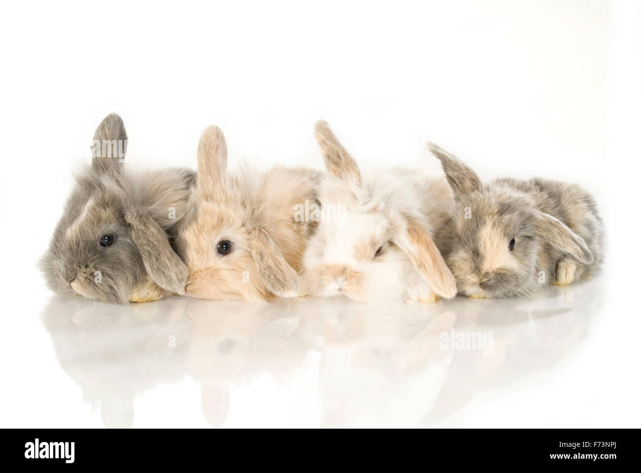 Dwarf rabbit. Four young lying next to each other. Studio picture ...