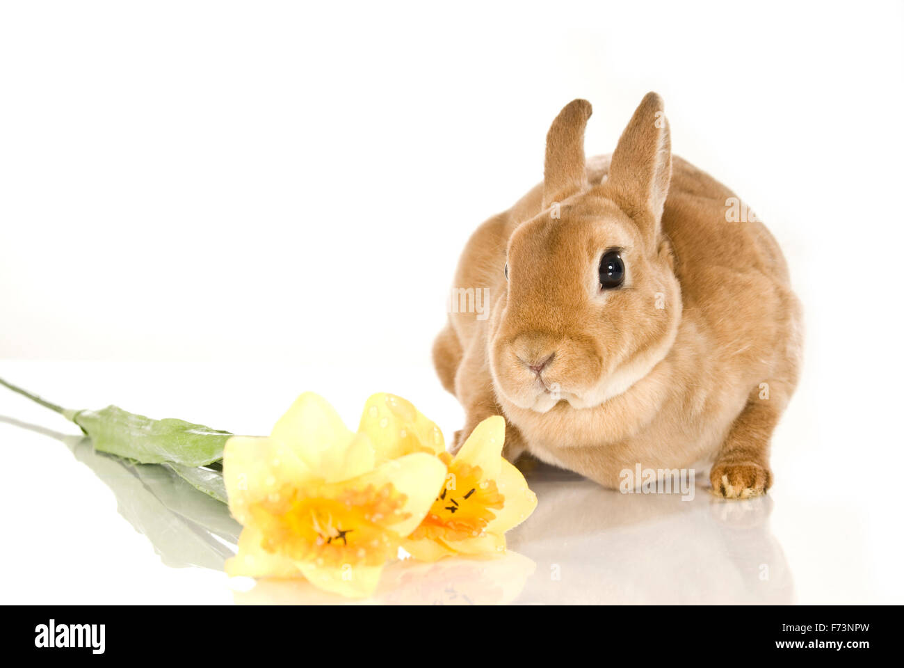 Dwarf rabbit. Brown rabbit next to artifical Daffodil flowers. Studio ...