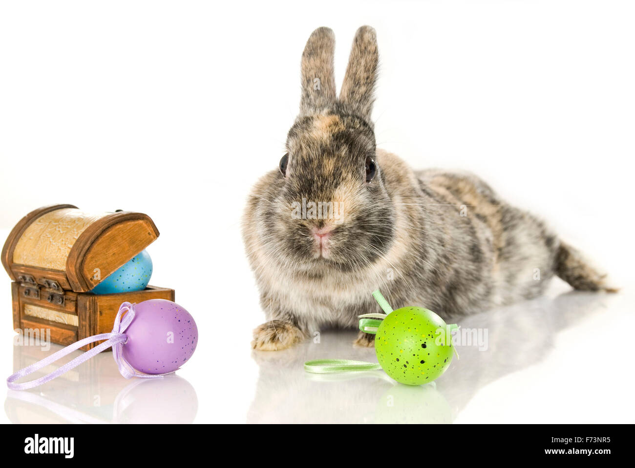 Dwarf rabbit. Netherland Dwarf Rabbit with small wooden chest and ...