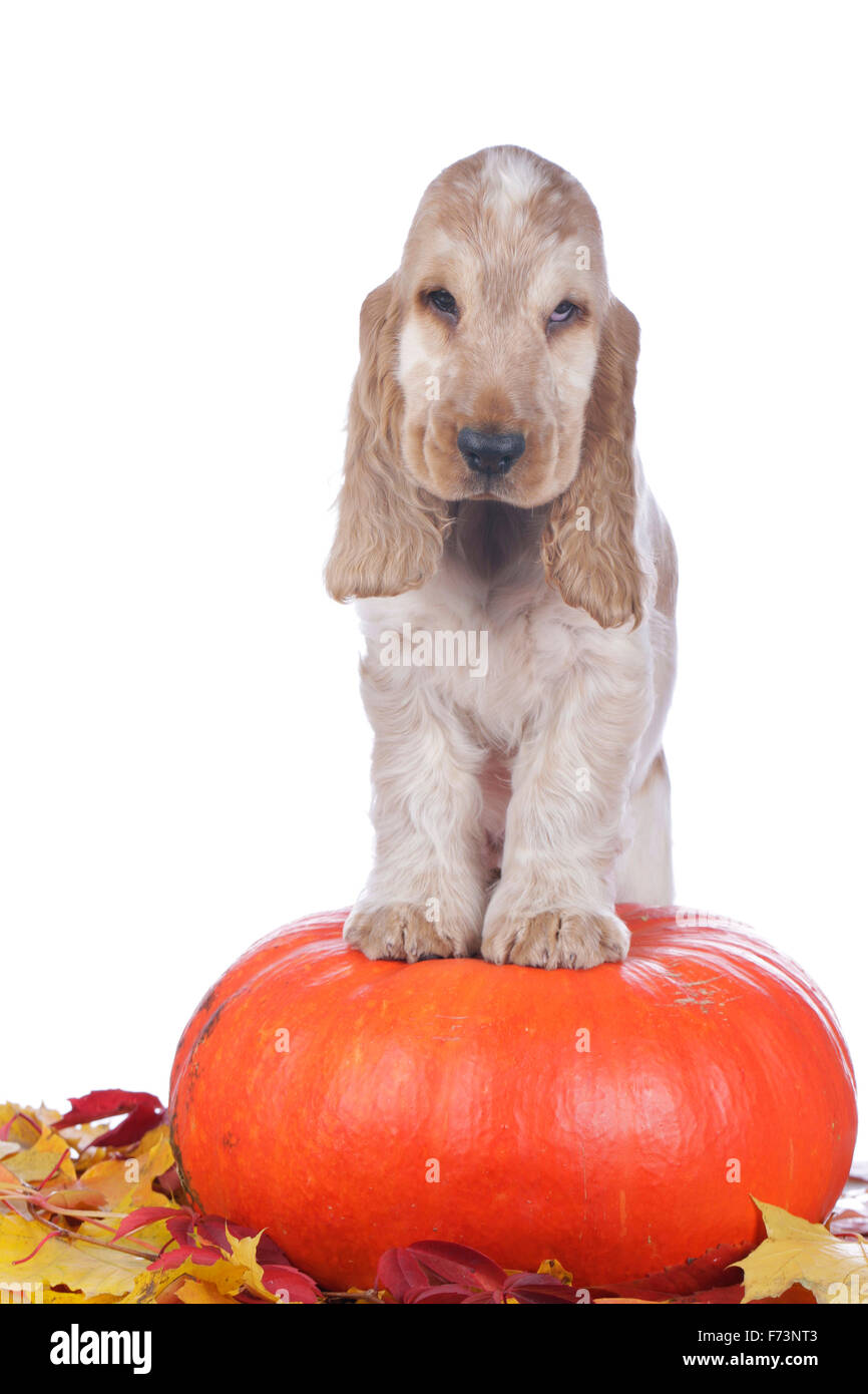 English Cocker Spaniel. Adult dog (orange roan) standing on a big ...