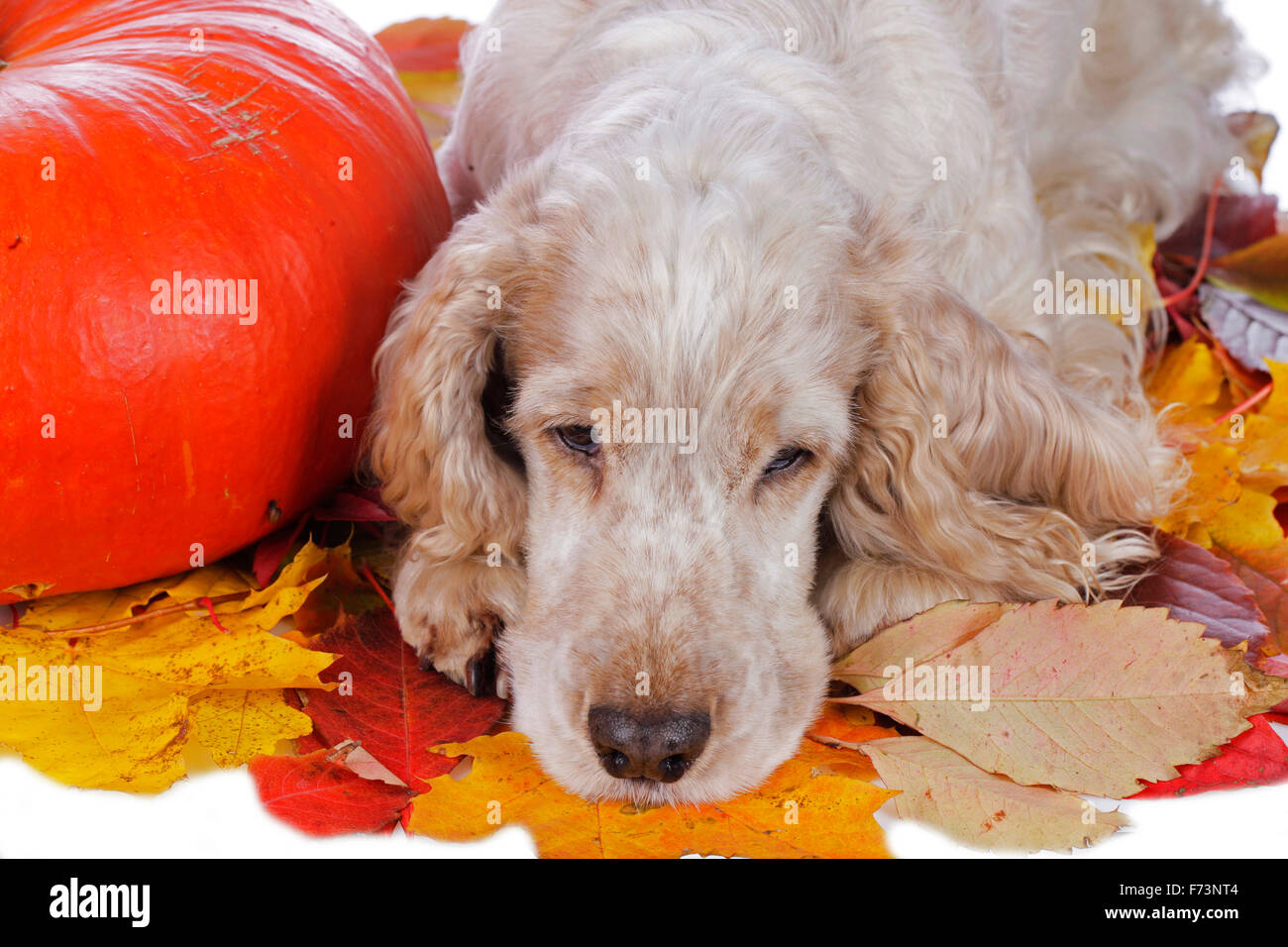 English Cocker Spaniel. Adult dog (orange roan) lying next to pumpkin ...