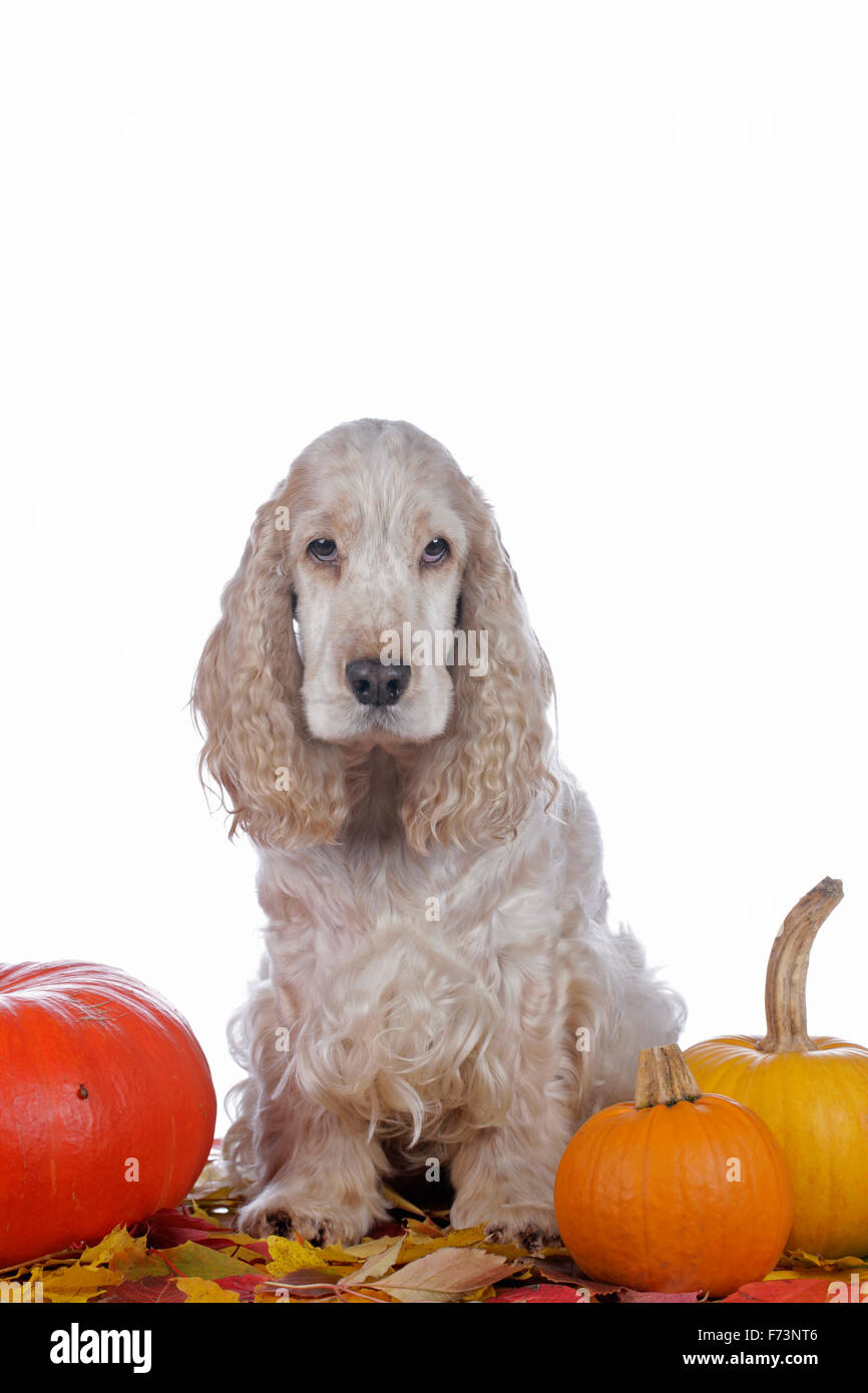 English Cocker Spaniel. Adult dog (orange roan) sitting between ...
